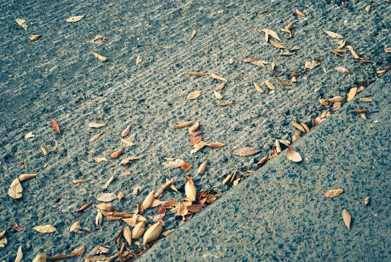 Fall Leaves on the Pavement Stock Photo - Image of material, outdoor ...
