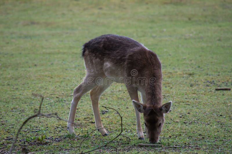 Fallow Deer Forest Spring Brown Grass Tree Leaves Stock Image - Image ...