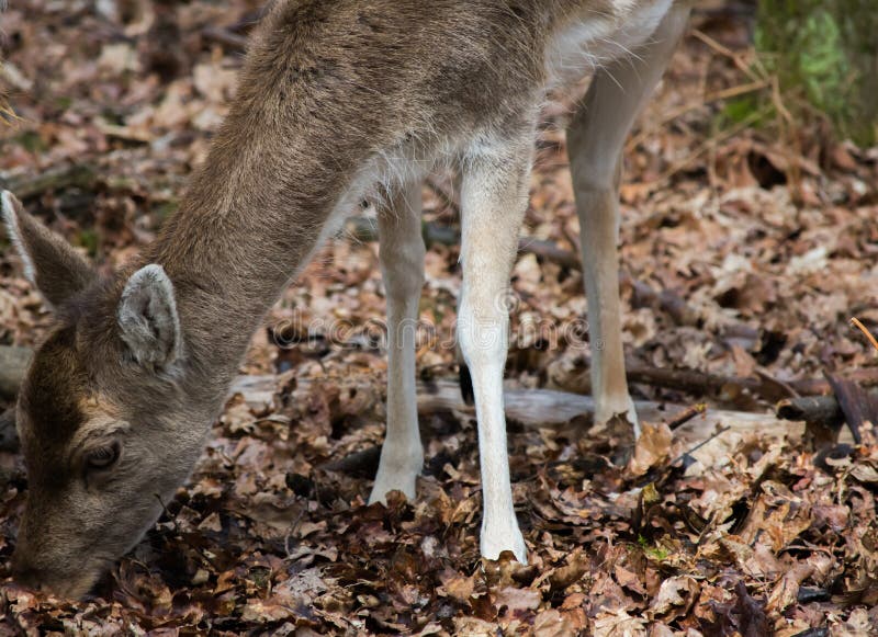 Fallow Deer Forest Spring Brown Grass Tree Leaves Stock Image - Image ...