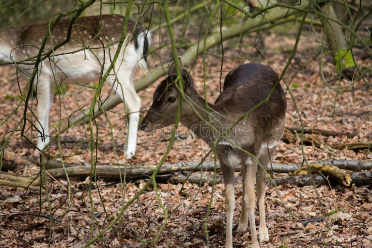 Fallow Deer Forest Spring Brown Grass Tree Leaves Stock Photo - Image ...