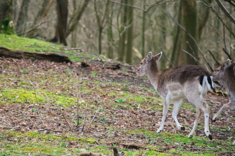 Fallow Deer Forest Spring Brown Grass Tree Leaves Stock Photo - Image ...