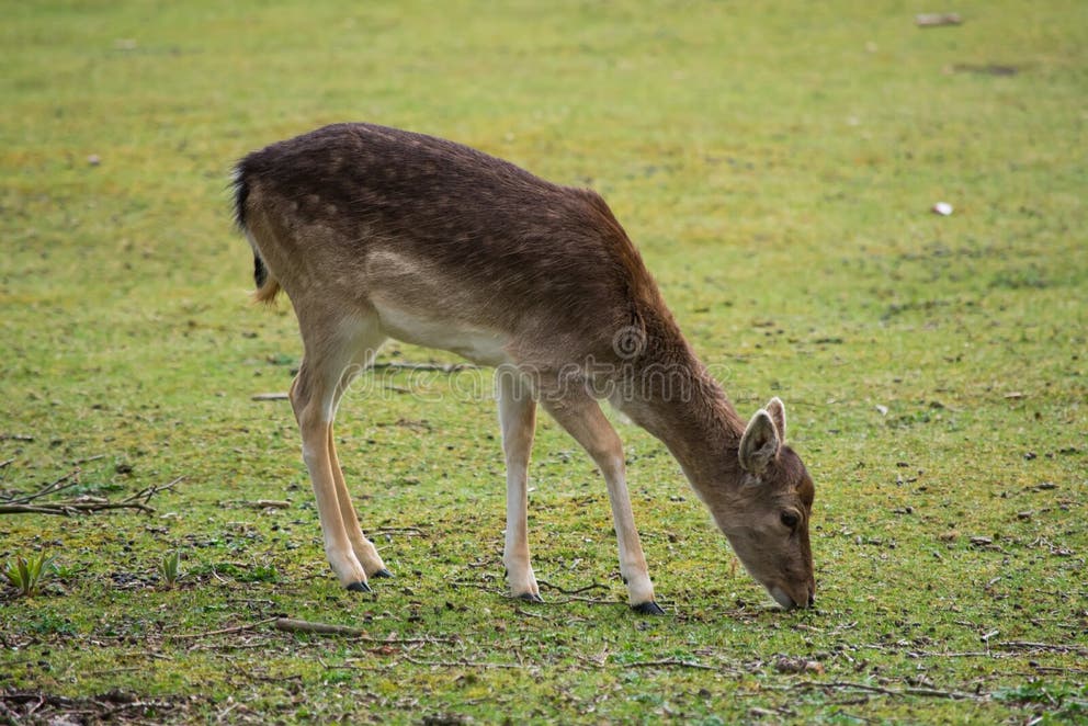 Fallow Deer Forest Spring Brown Grass Tree Leaves Stock Photo - Image ...