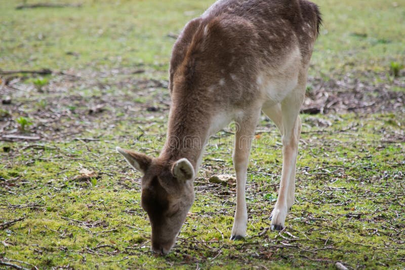 Fallow Deer Forest Spring Brown Grass Tree Leaves Stock Photo - Image ...