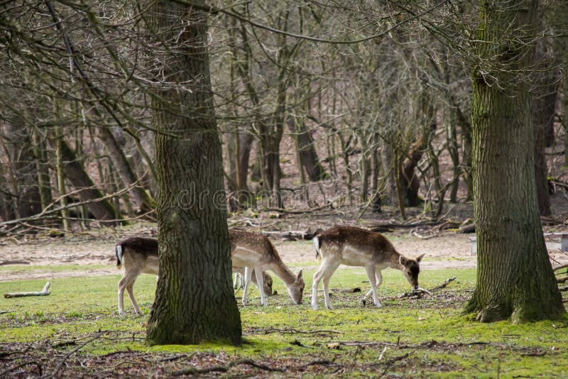 108,433 Deer Forest Stock Photos - Free & Royalty-Free Stock Photos ...