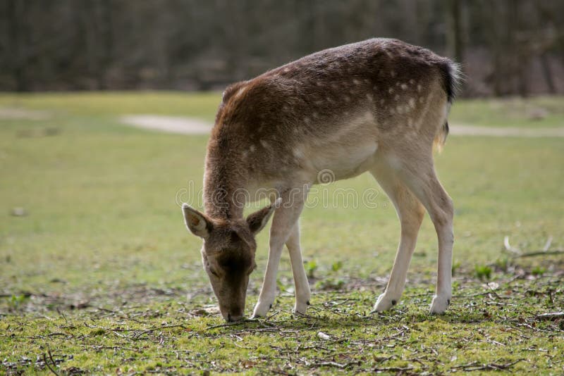 Fallow Deer Forest Spring Brown Grass Tree Leaves Stock Image - Image ...