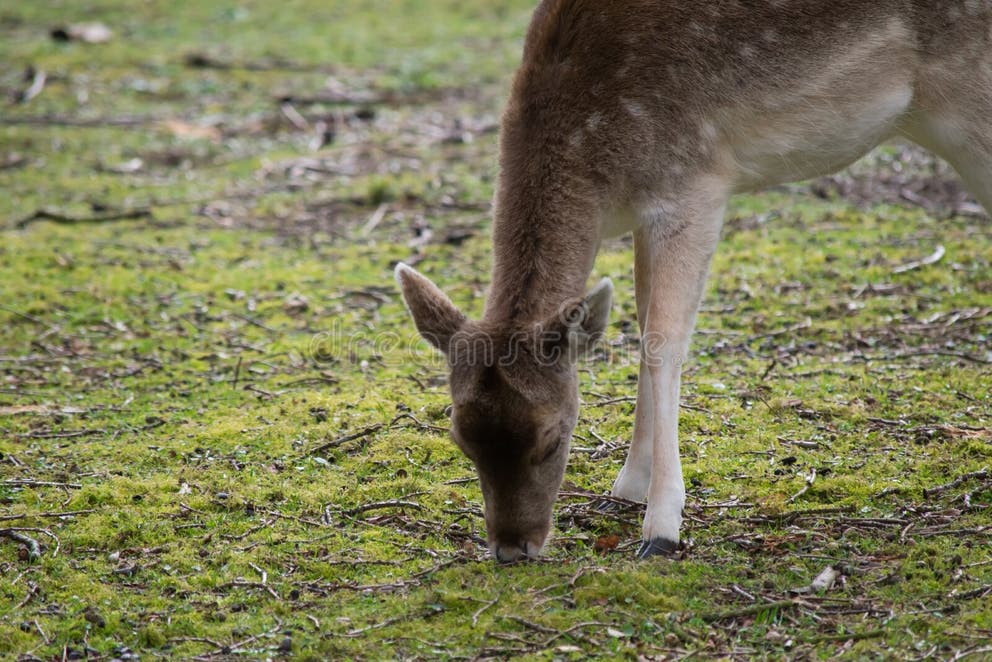 Fallow Deer Forest Spring Brown Grass Tree Leaves Stock Image - Image ...