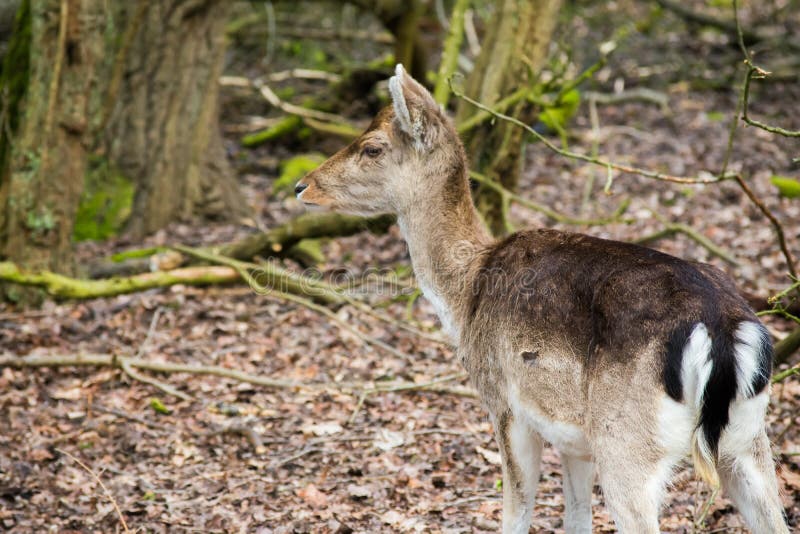 Fallow Deer Forest Spring Brown Grass Tree Leaves Stock Image - Image ...