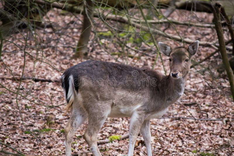 Fallow Deer Forest Spring Brown Grass Tree Leaves Stock Image - Image ...