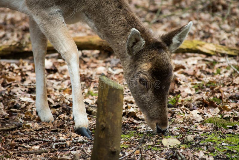 Fallow Deer Forest Spring Brown Grass Tree Leaves Stock Photo - Image ...