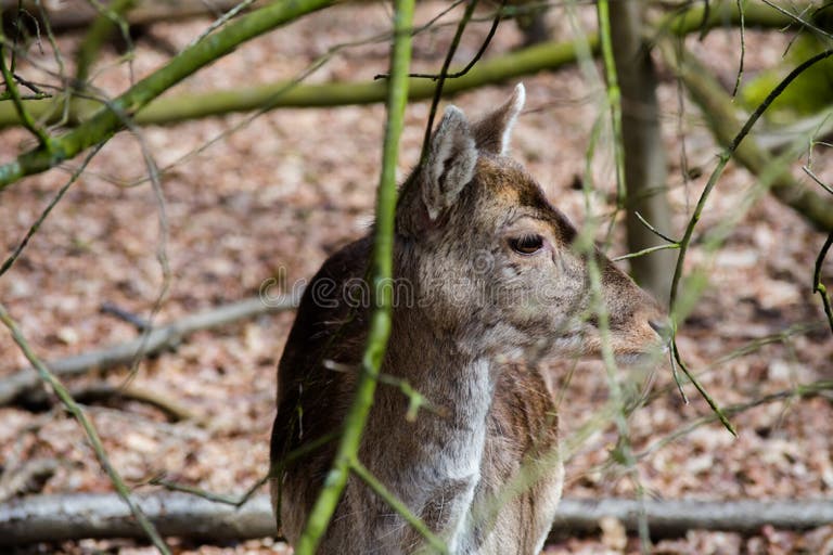 Fallow Deer Forest Spring Brown Grass Tree Leaves Stock Image - Image ...