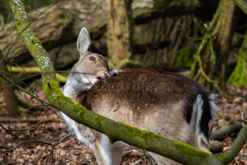 Fallow Deer Forest Spring Brown Grass Tree Leaves Stock Photo - Image ...