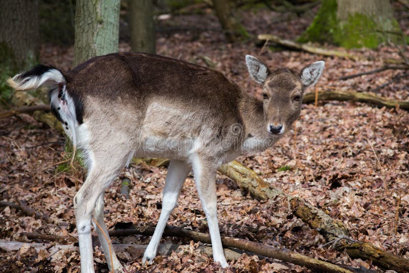Fallow Deer Forest Spring Brown Grass Tree Leaves Stock Image - Image ...