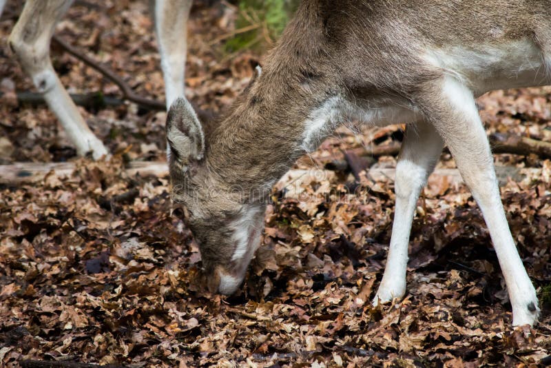 108,433 Deer Forest Stock Photos - Free & Royalty-Free Stock Photos ...
