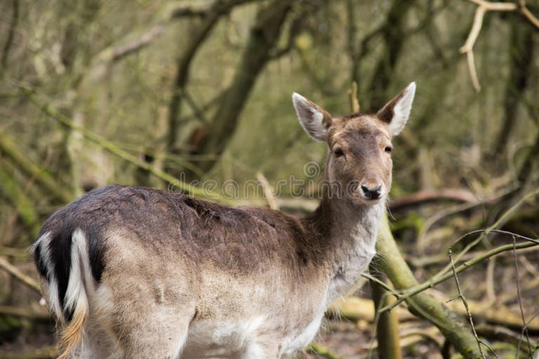 Fallow Deer Forest Spring Brown Grass Tree Leaves Stock Photo - Image ...