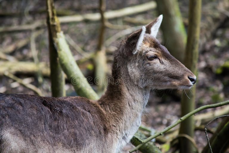 Fallow Deer Forest Spring Brown Grass Tree Leaves Stock Image - Image ...