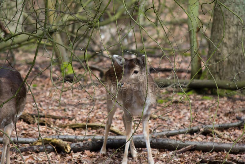 Fallow Deer Forest Spring Brown Grass Tree Leaves Stock Image - Image ...