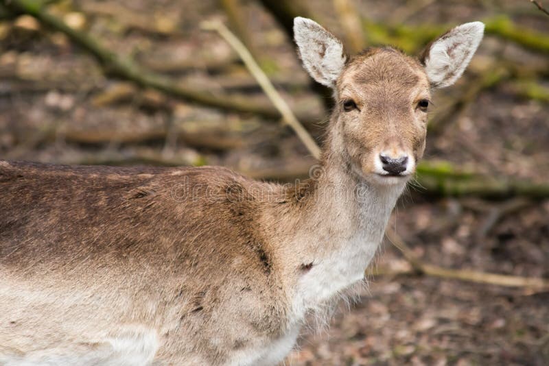 Fallow Deer Forest Spring Brown Grass Tree Leaves Stock Photo - Image ...