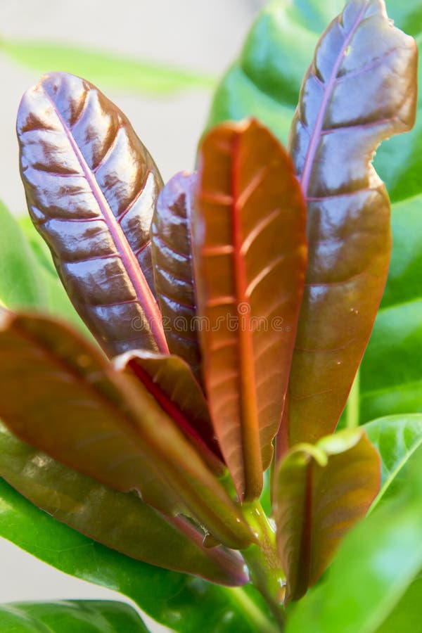Brown Fan-shaped Leaves All Frame. Stock Photo - Image of brown ...