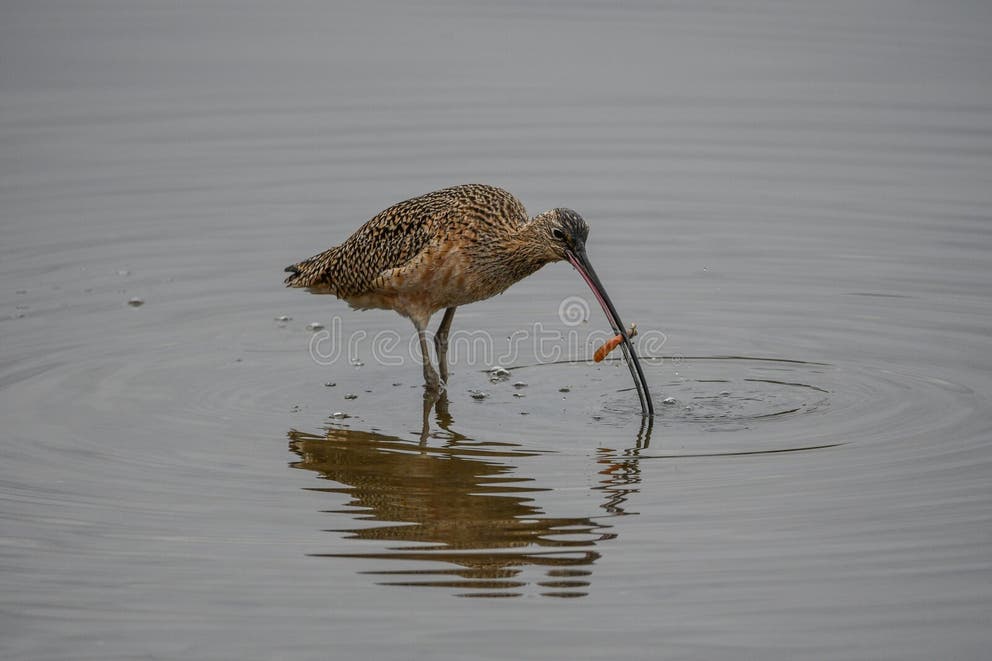 Brown Far Eastern Curlew Standing on the Shoreline Stock Image - Image ...