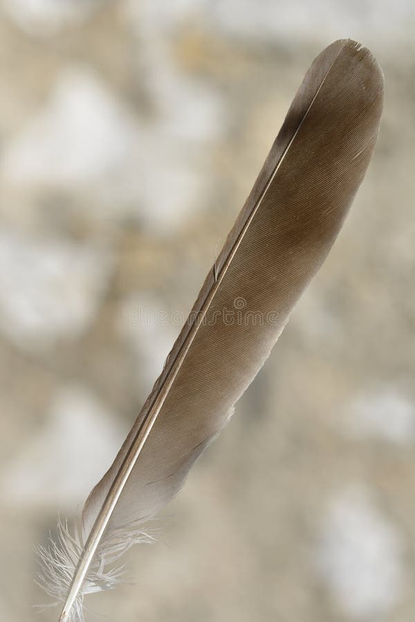Brown feather stock image. Image of fragile, bird, wildlife - 353905935