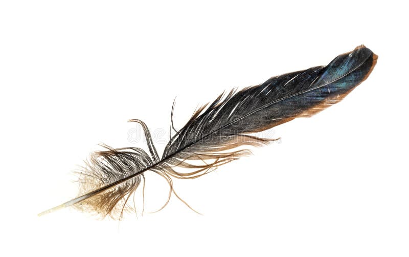 Brown Feather of a Hen on a White Background Stock Image - Image of ...
