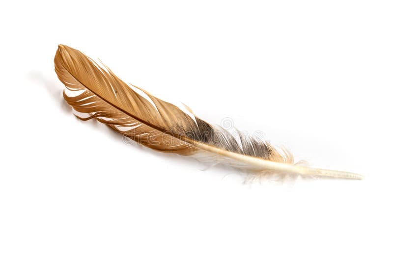 Brown Feather of a Hen on a White Background Stock Photo - Image of ...