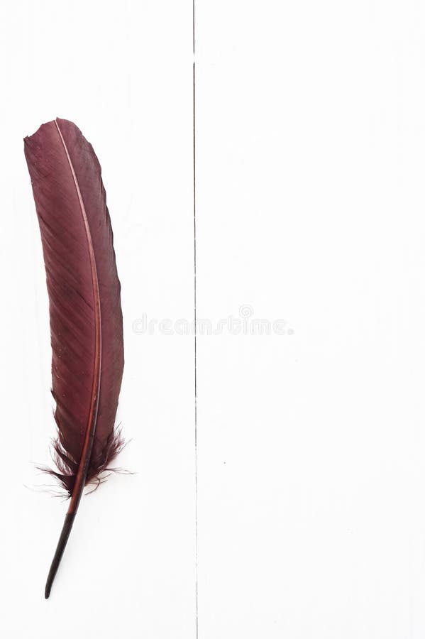 Brown feather stock photo. Image of solf, color, background - 91836650