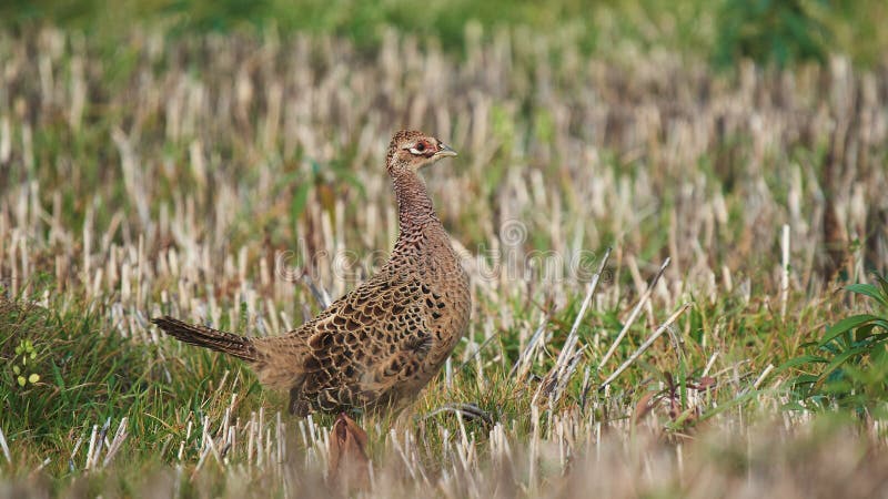 Brown-feathered Grouse Walking in a Field of Dry Grass Stock Image ...