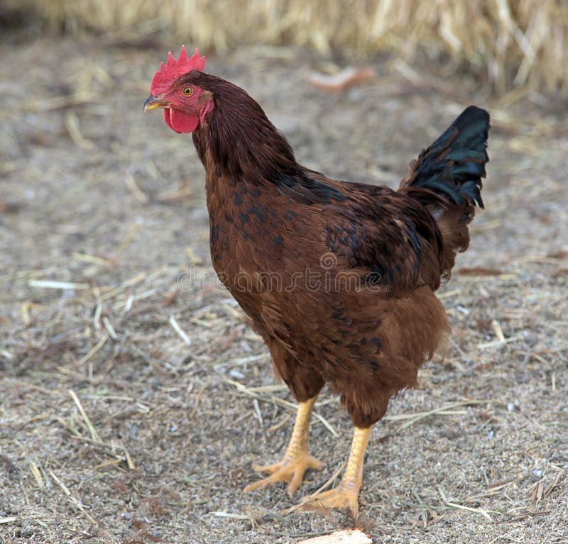 Brown feathered rooster stock photo. Image of yard, polutry - 212727890