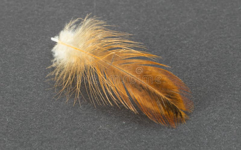 Brown Feathers of a Hen on a Black Background Stock Image - Image of ...