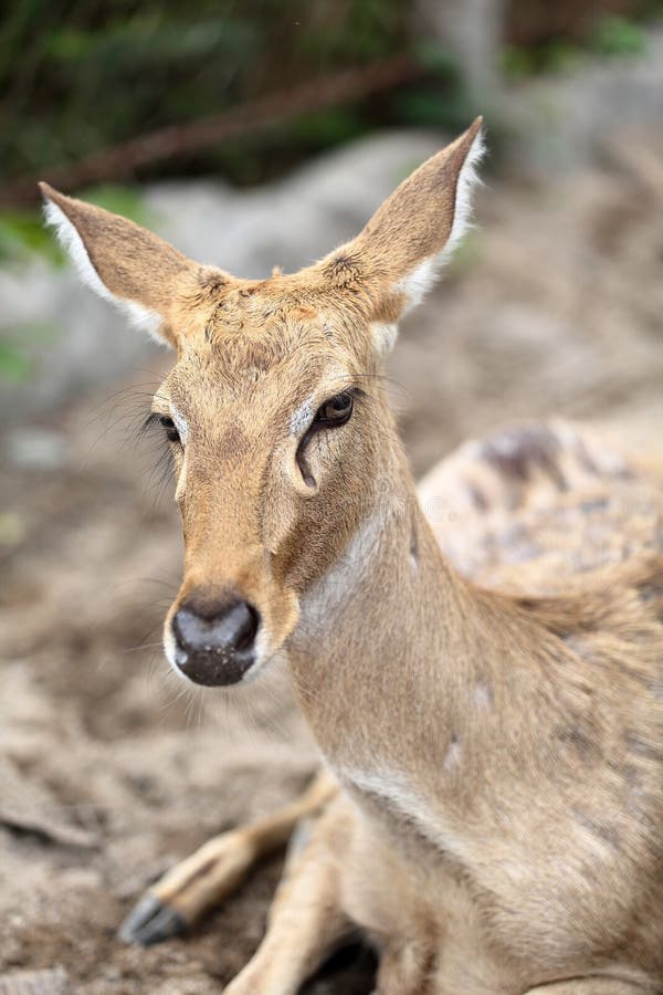 Antelope Head stock photo. Image of animal, mouth, nature - 22710974