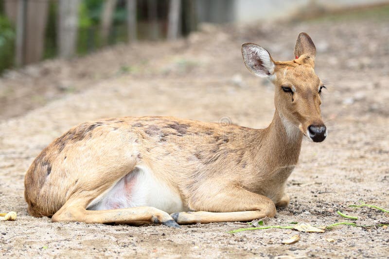 Female Antelope Standing in the Bush Stock Photo - Image of mammal ...