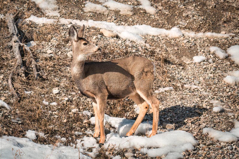Brown Female Deer is Grazing on the Hillside and Alertness in ...