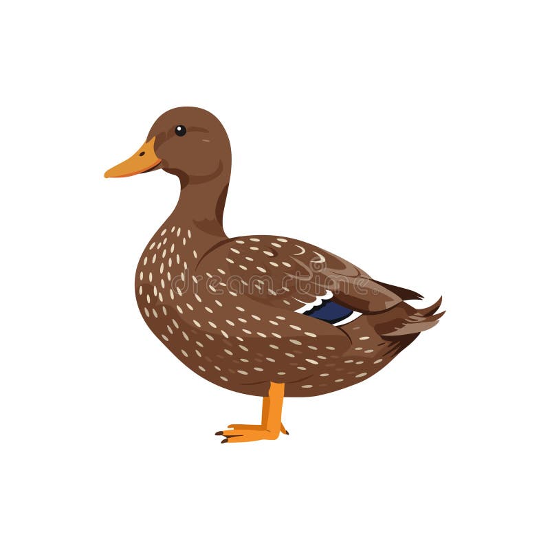 Brown Female Duck with Speckled Feathers, Illustrated in a Flat Vector ...