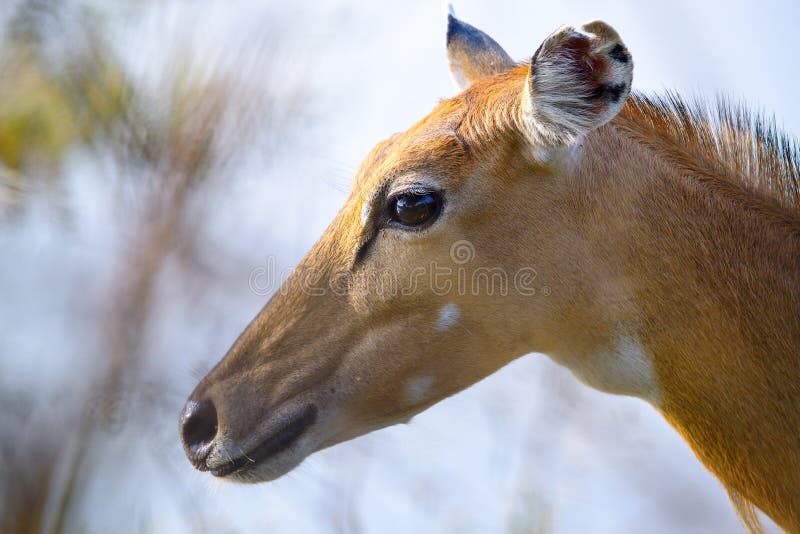 Female impala stock photo. Image of nature, standing - 34057146
