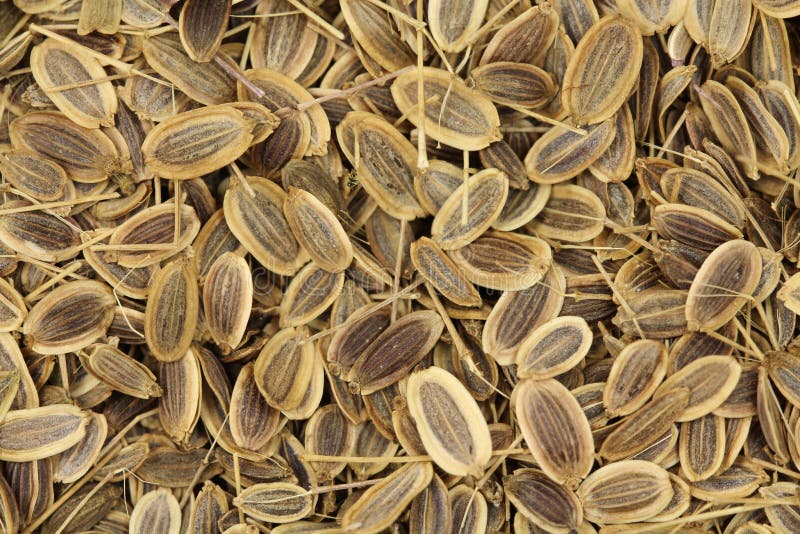 Brown fennel seeds stock image. Image of oval, abstraction - 43126941