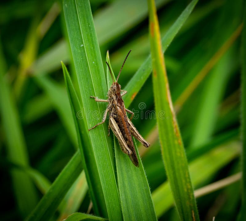 Brown Field Grasshopper Sitting in the Grass Meadow Stock Photo - Image ...