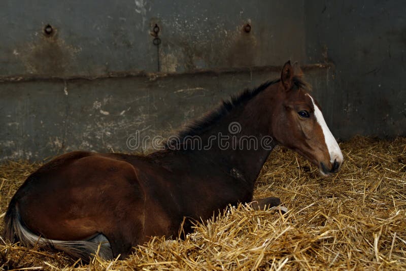 Brown filly in stable stock photo. Image of female, filly - 12942786