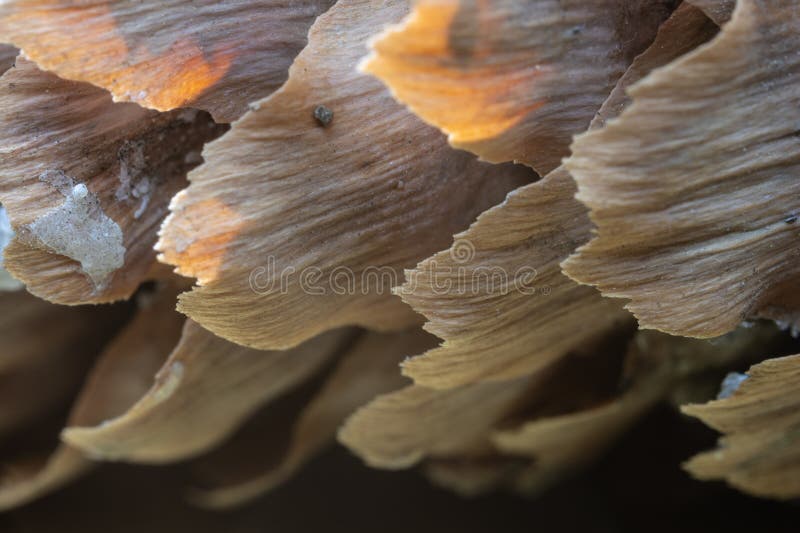 Brown Fir Cones with Shells Stock Photo - Image of brown, conifer ...
