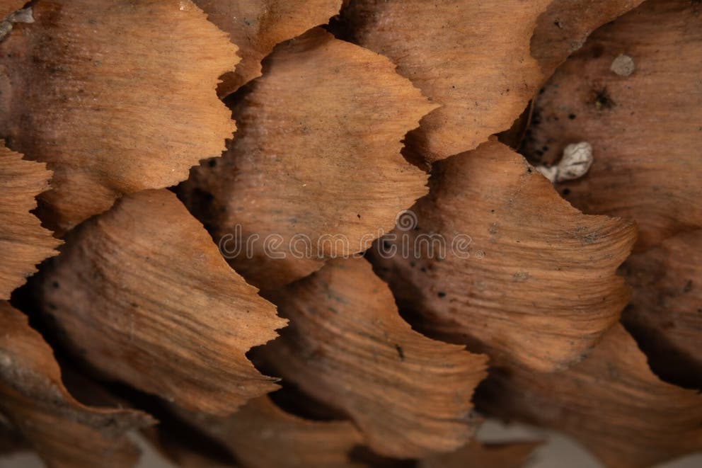 Brown Fir Cones with Shells Stock Photo - Image of needles, forrest ...