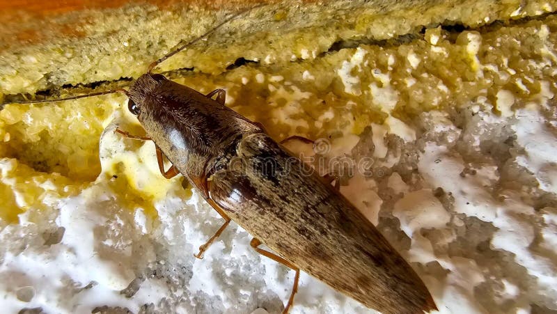 Brown Firefly that Emits Light Stock Photo - Image of insects ...