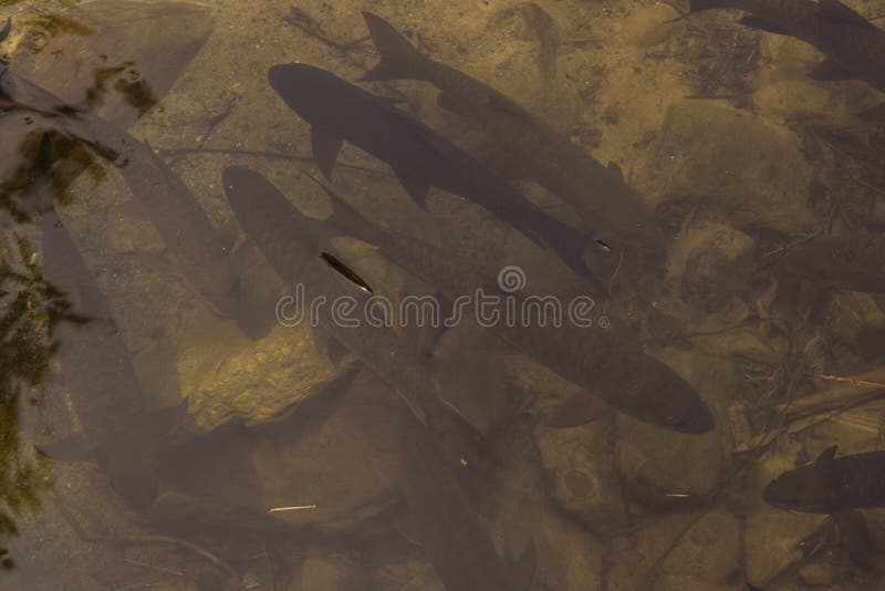 Brown Fish in Fresh Water Pond Stock Image - Image of plant, farm ...