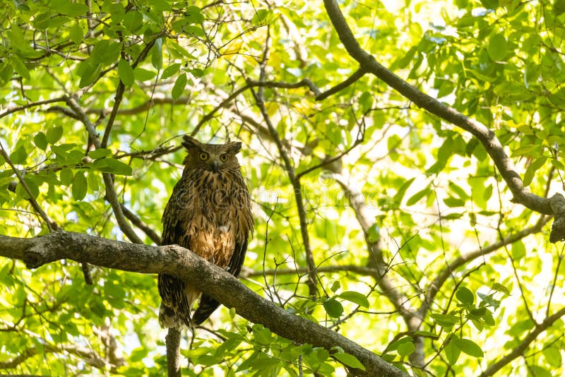 Brown Fish Owl stock image. Image of branch, environment - 378188167