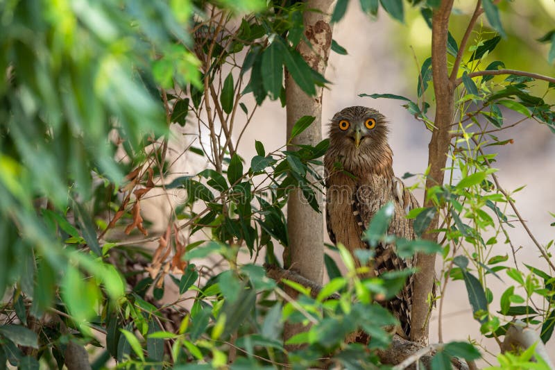 Brown Fish Owl or Bubo Zeylonensis with Open Eyes Sitting on a Tree ...