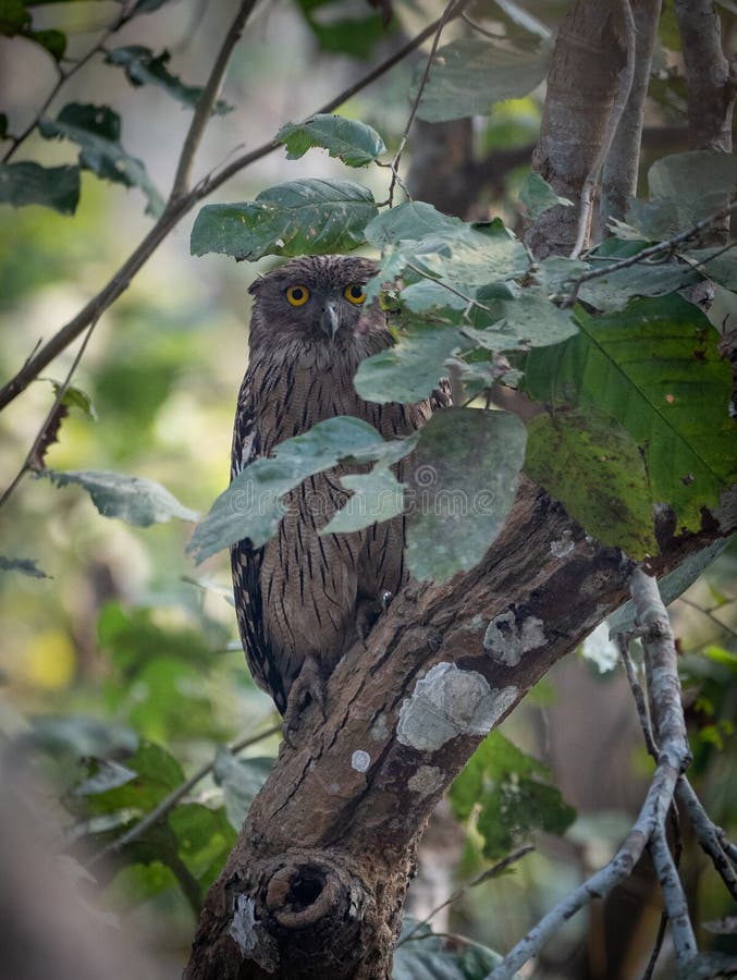 Brown Fish Owl Peaking through the Tree Leaves Stock Photo - Image of ...