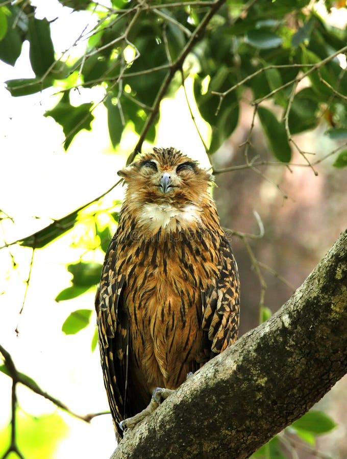 Brown Fish Owl Perched on a Tree Stock Photo - Image of bubo, beautiful ...