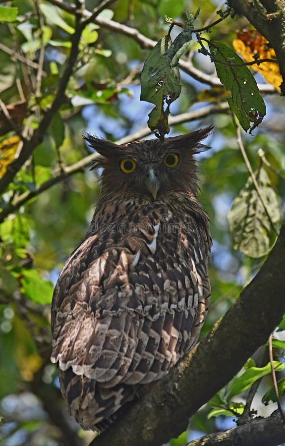 Brown Fish Owl Posing for Photographs at Chitwan, Nepal Stock Photo ...