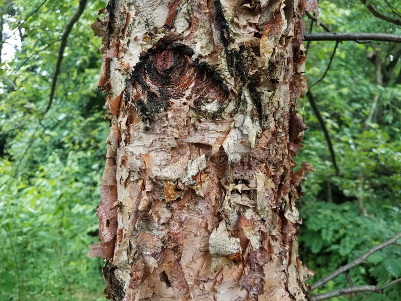 Brown Flaky Bark Peeling from Tree Trunk Stock Photo - Image of bark ...