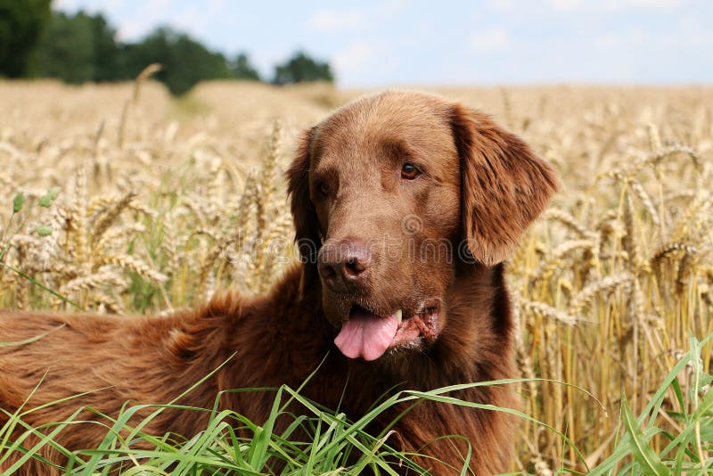 Brown Flat Coated Retriever Portrait Stock Image - Image of breed ...