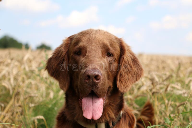 Brown Flat Coated Retriever Portrait Stock Photo - Image of face ...